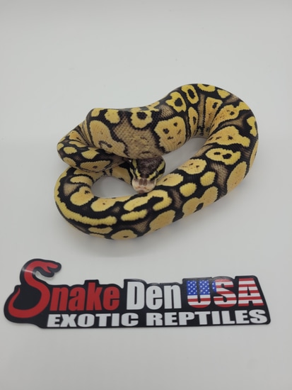 Super Orange Dream Pastel Fire Ball Python by Snake Den USA Exotic Reptiles