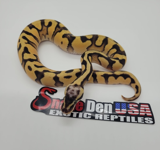 Orange Dream Super Pastel Enchi Fire Ball Python by Snake Den USA ...