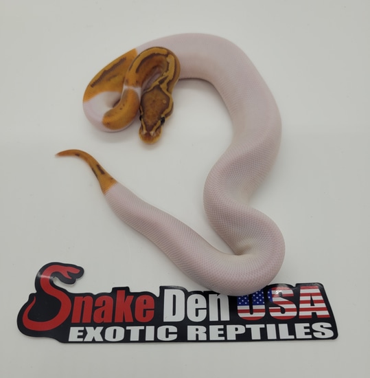 Ultramel Piebald Ball Python by Snake Den USA Exotic Reptiles