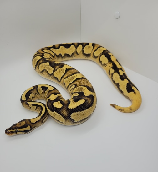 Orange Dream Fire Yellow Belly Het Piebald Ball Python by Snake Den USA ...