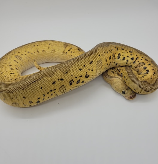 Pastel Lesser Batman Ball Python by Snake Den USA Exotic Reptiles