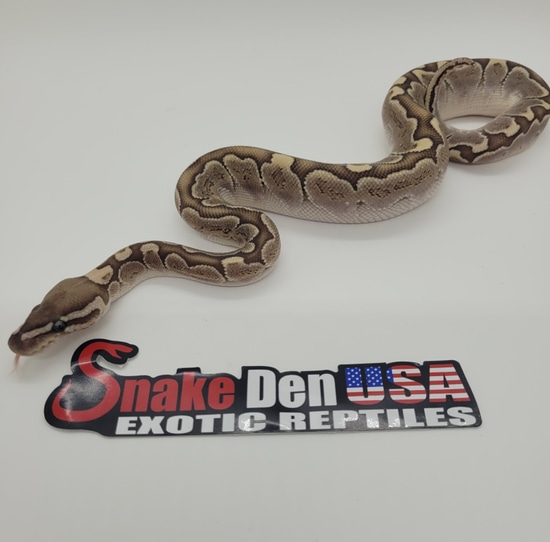 Bamboo Enchi Ball Python by Snake Den USA Exotic Reptiles