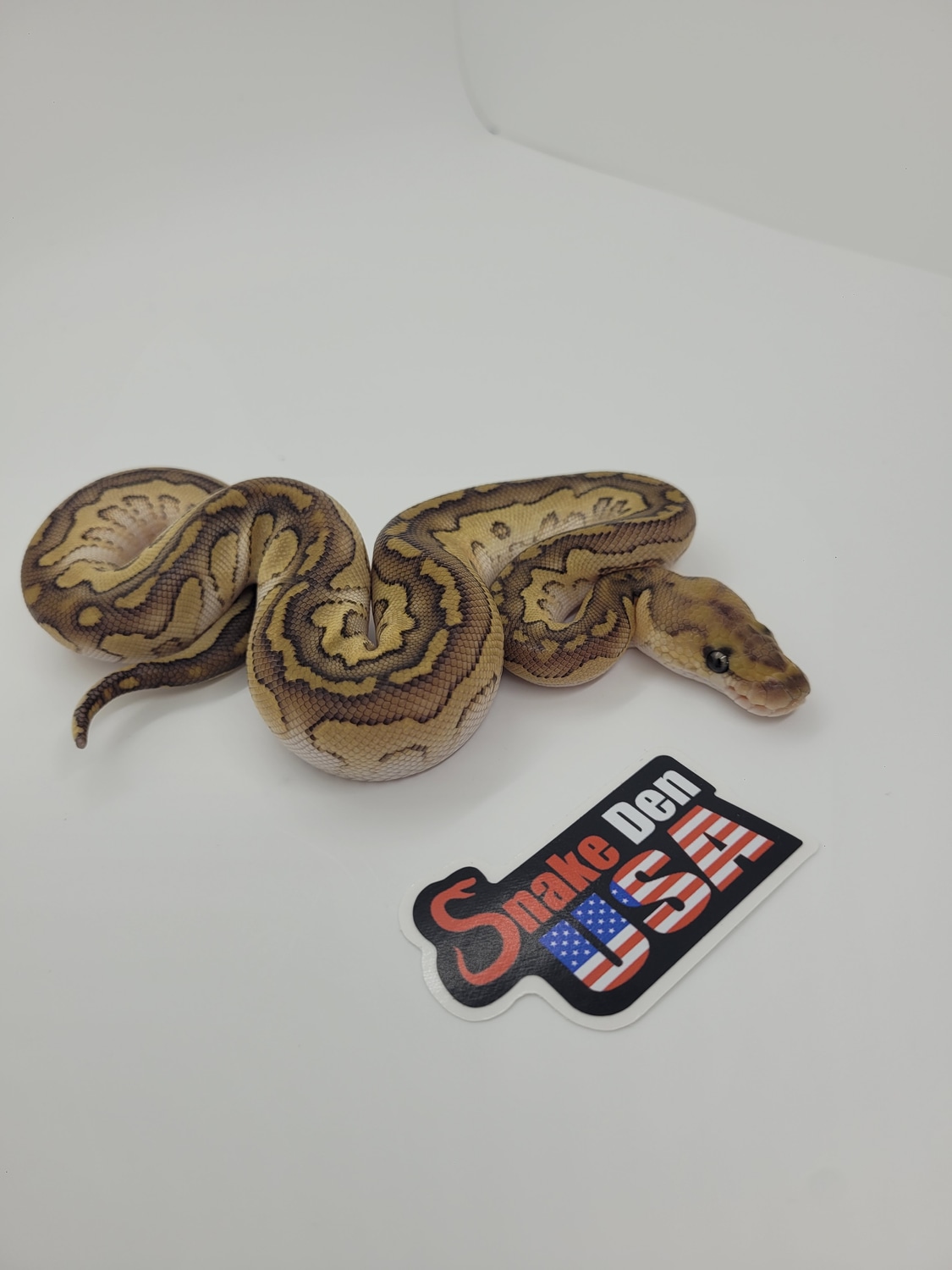 Snake Den USA Exotic Reptiles LL