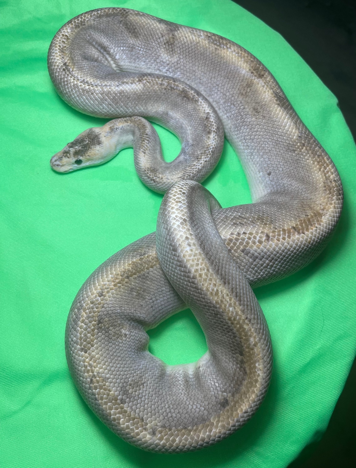 Champagne Ball Python by On Target Reptiles LLC - MorphMarket