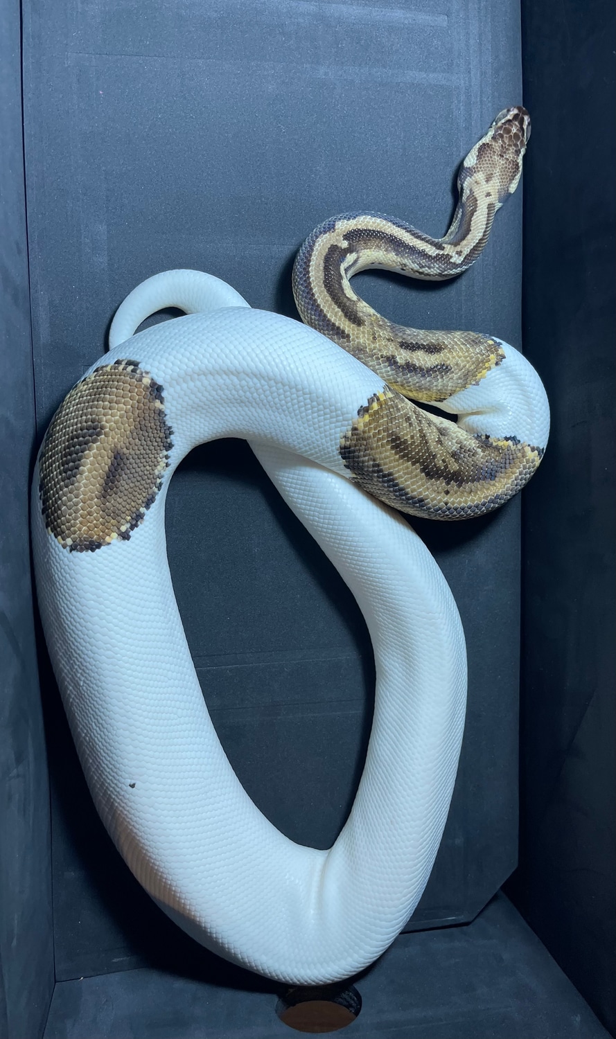 Leopard Pastel Pied Ball Python by On Target Reptiles LLC - MorphMarket