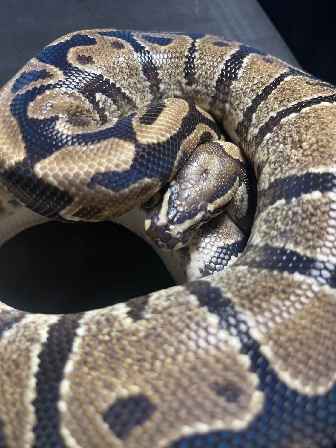 Spotnose Ball Python by On Target Reptiles LLC - MorphMarket