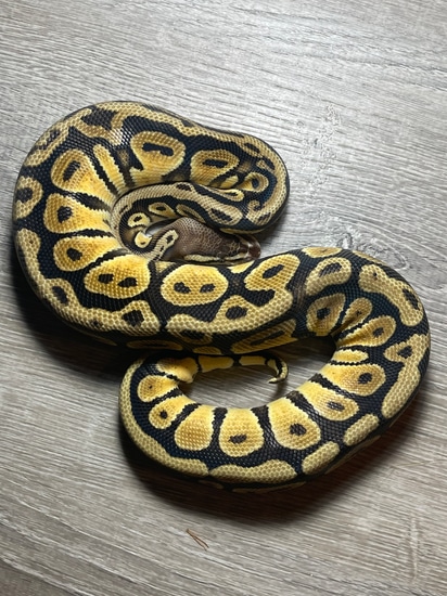 Cypress Pastel Ball Python by On Target Reptiles LLC