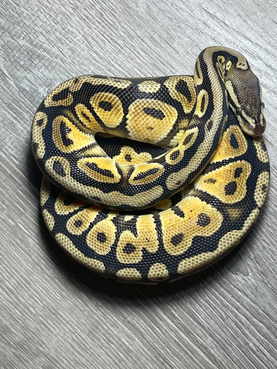 Cypress Pastel Ball Python by On Target Reptiles LLC - MorphMarket