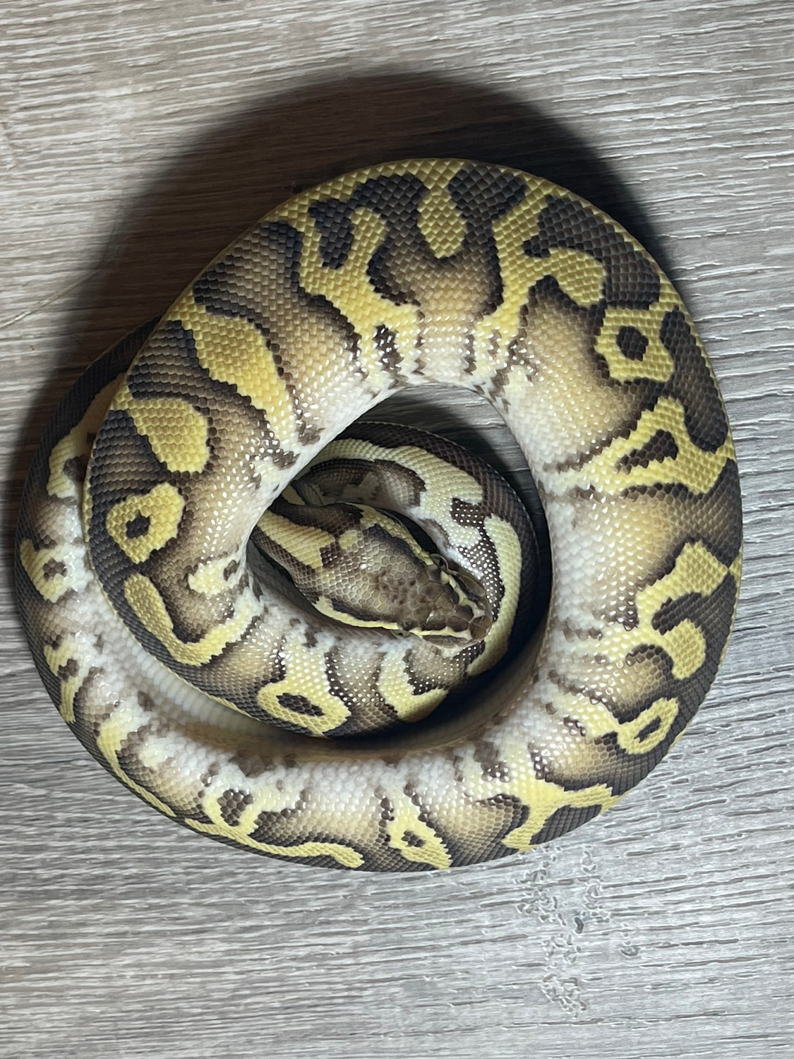 Leopard Butter Pastel 50% PH Clown Ball Python by On Target Reptiles ...