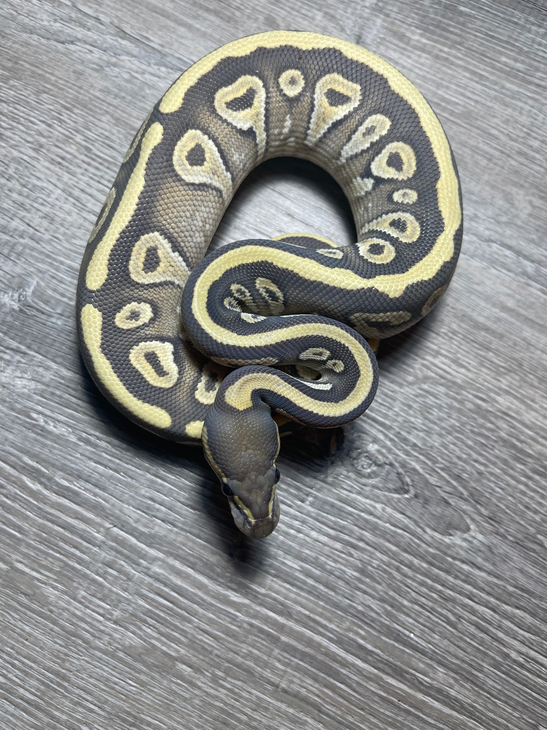 Black Head Mojave Hypo Ball Python by On Target Reptiles LLC - MorphMarket