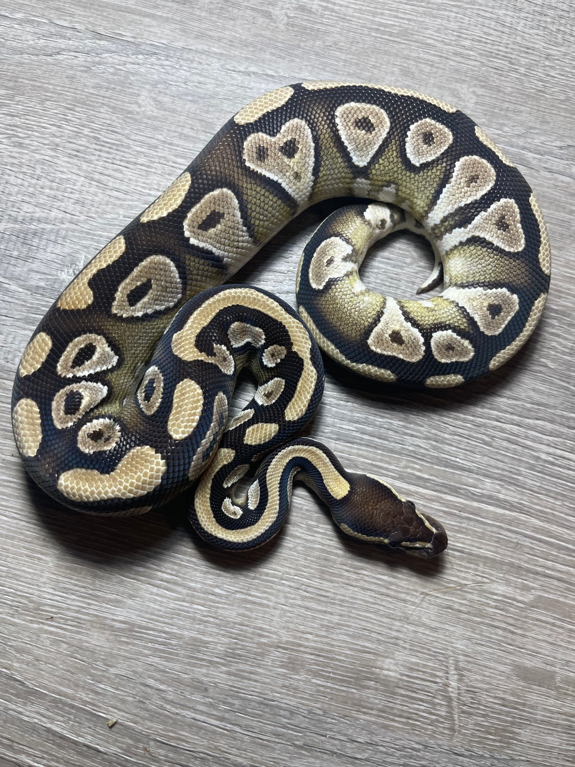 Mojave 50% PH Clown Ball Python by On Target Reptiles LLC - MorphMarket