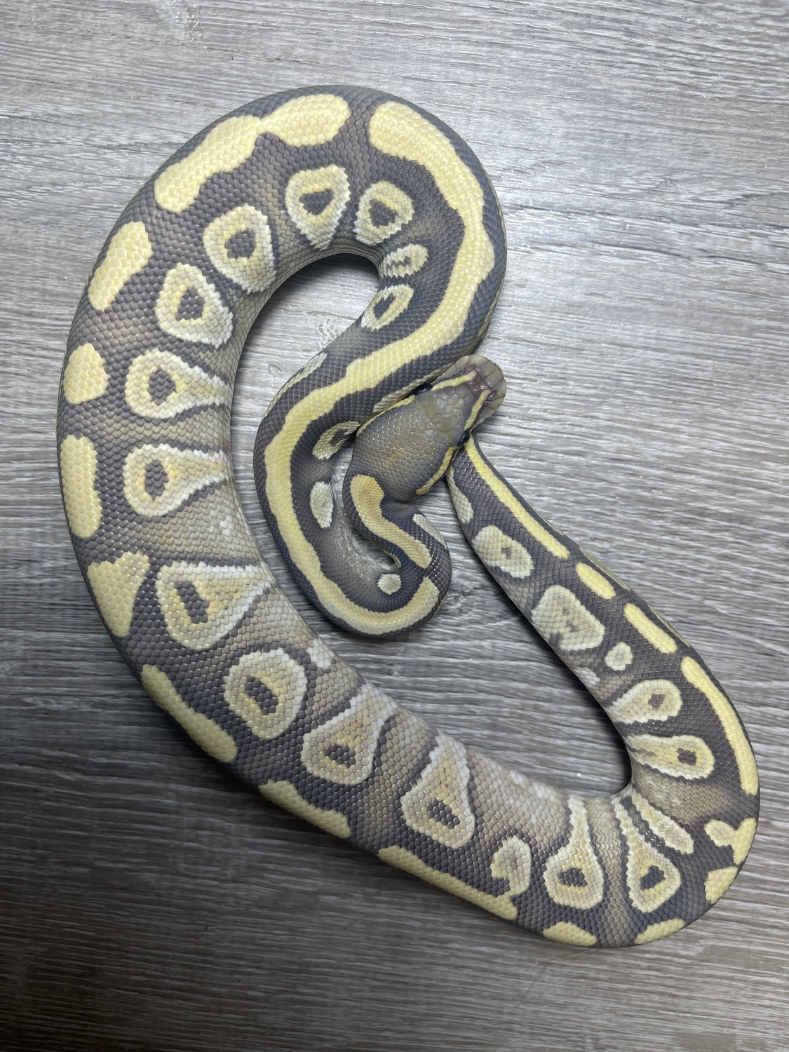 Mojave Hypo Ball Python by On Target Reptiles LLC - MorphMarket