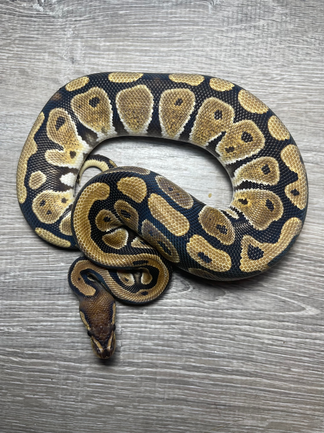 Cypress Ball Python by On Target Reptiles LLC - MorphMarket