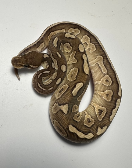 Lesser Malum Ball Python by On Target Reptiles LLC