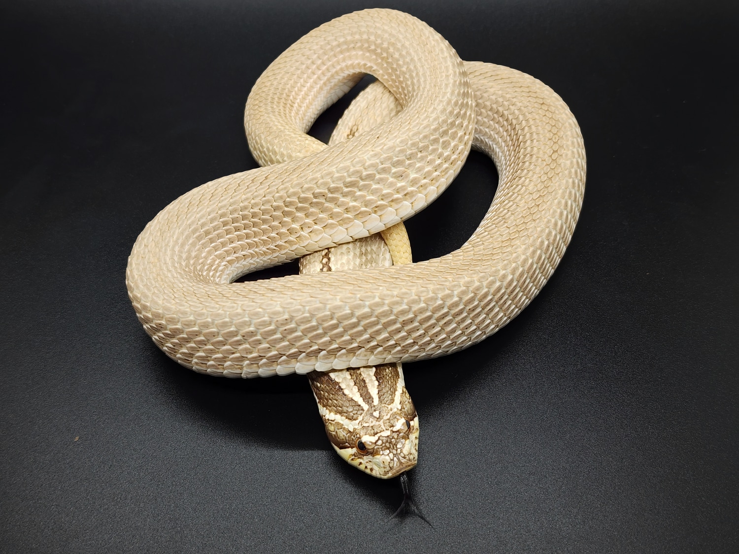 Lilly Western Hognose by Snake Discovery - MorphMarket
