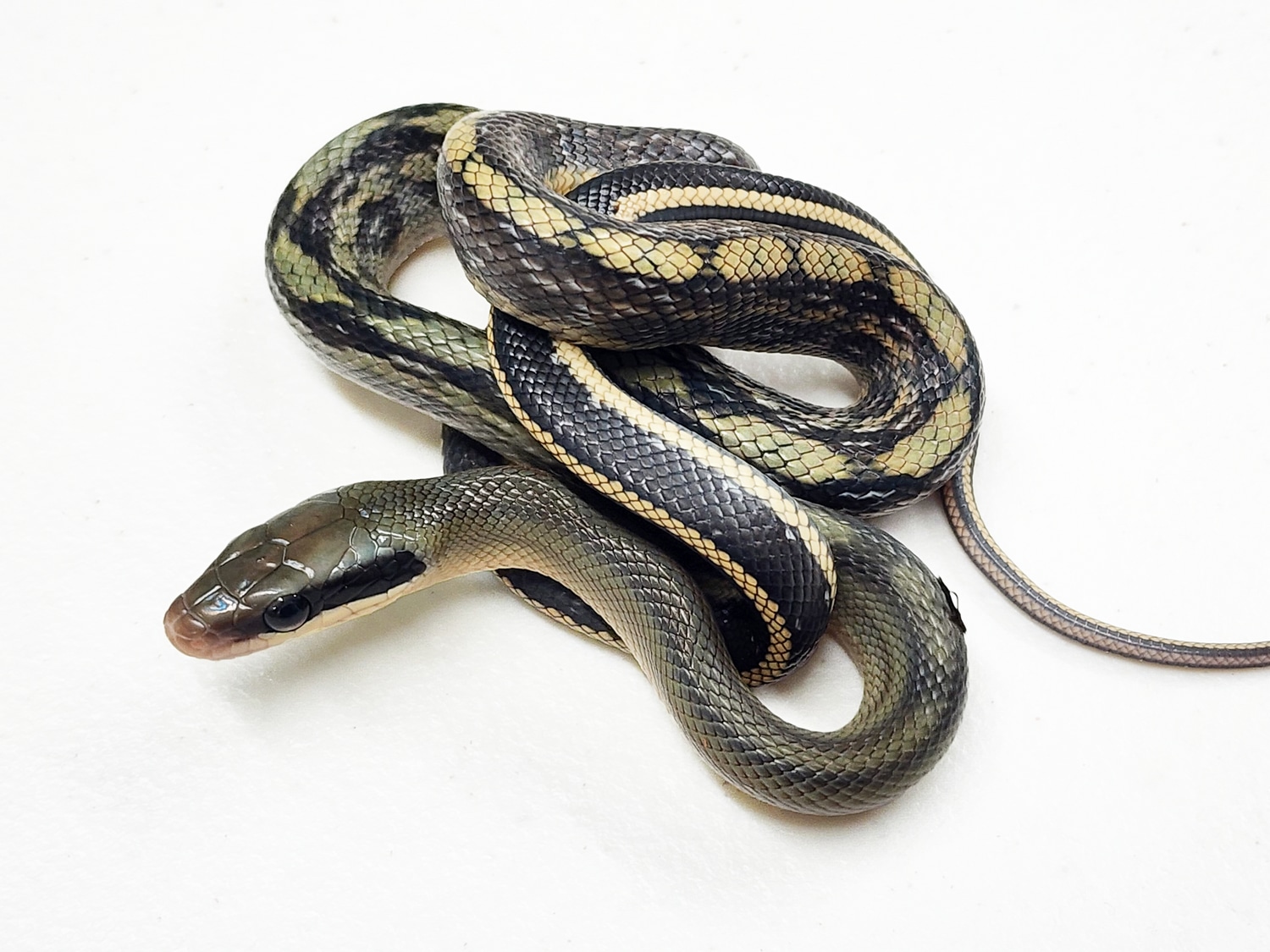 Untitled Beauty Rat Snake by Snake Discovery - MorphMarket