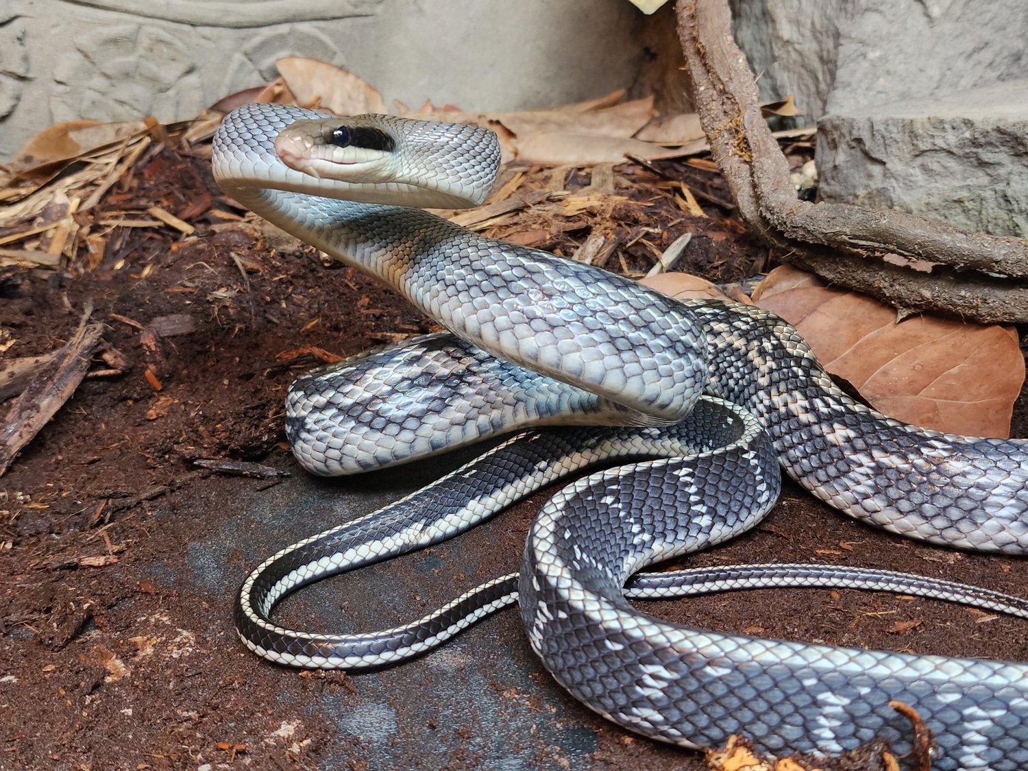 Juliet Beauty Rat Snake by Snake Discovery - MorphMarket