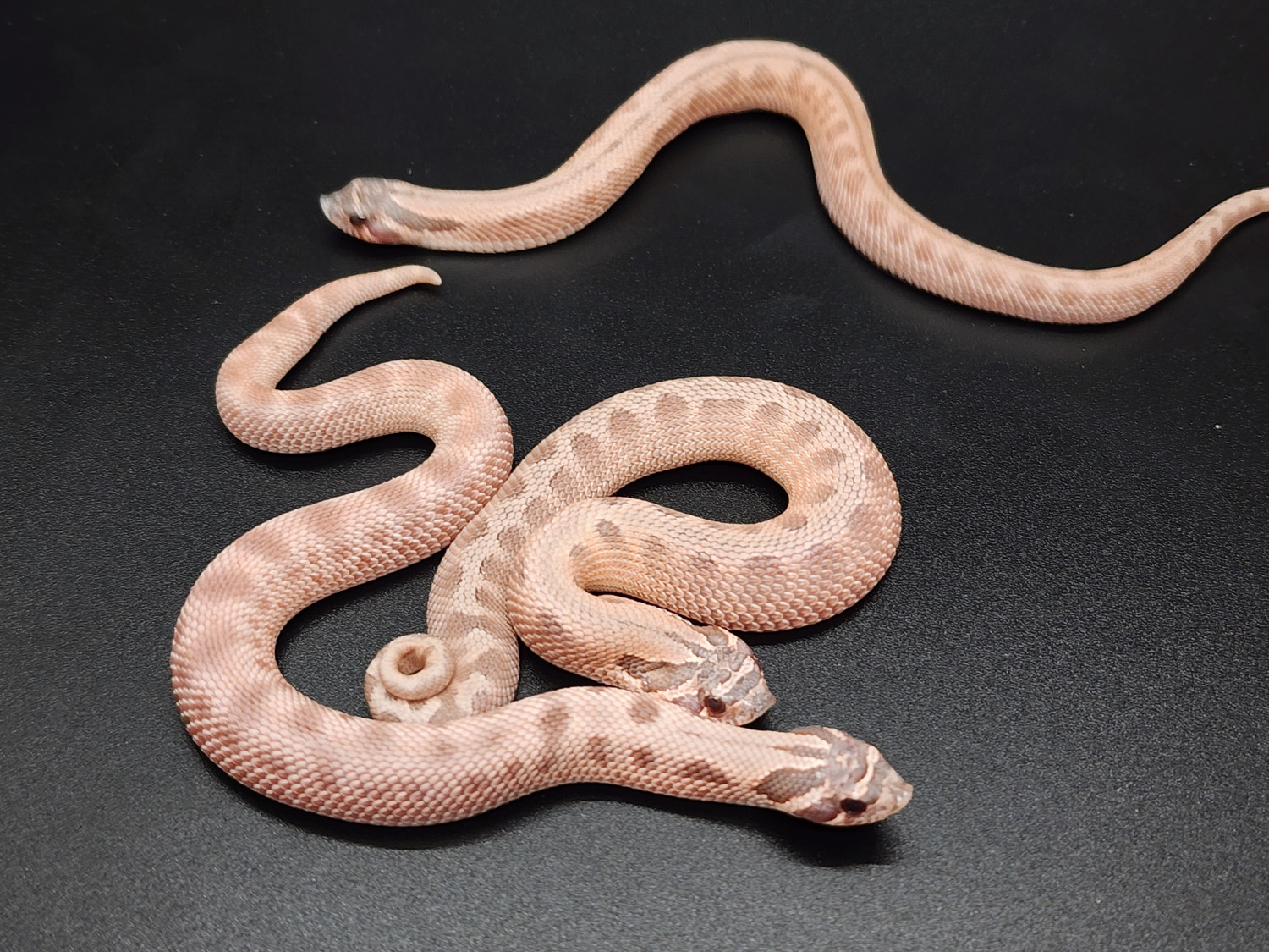 Anaconda 100% Het Lavender Western Hognose by Snake Discovery - MorphMarket