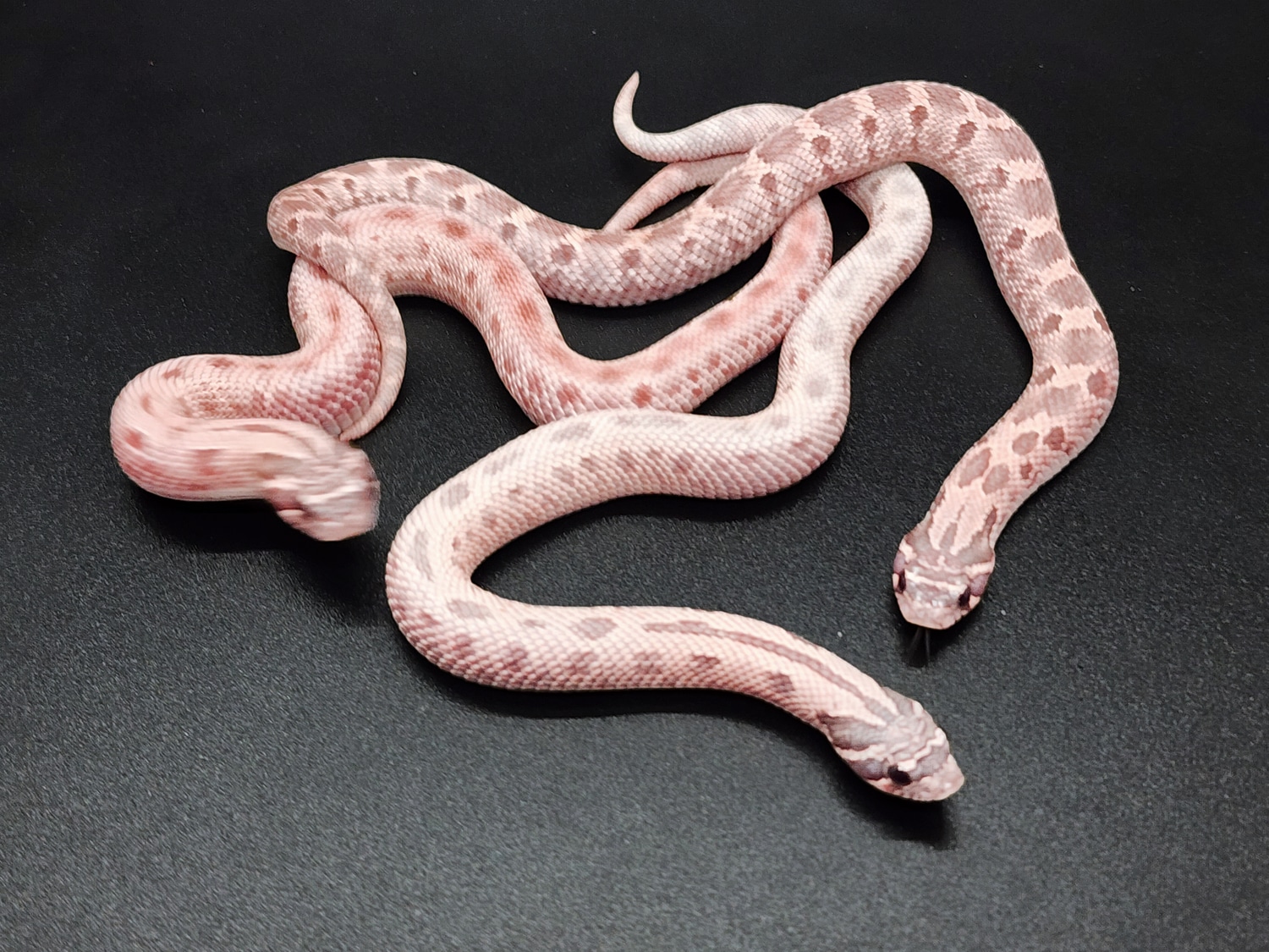 Anaconda 100% Het Lavender Western Hognose by Snake Discovery - MorphMarket