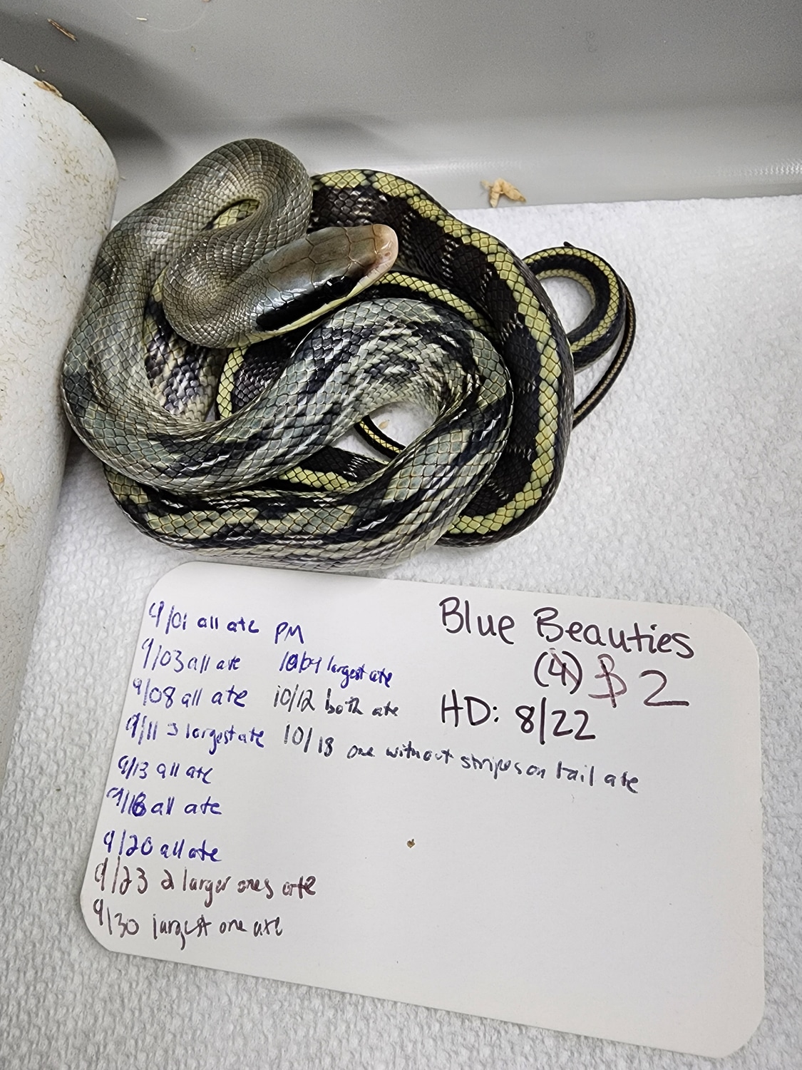 Vietnamese Blue Beauty Rat Snake by Snake Discovery - MorphMarket