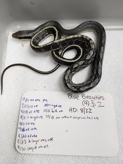 Vietnamese Blue Beauty Rat Snake by Snake Discovery