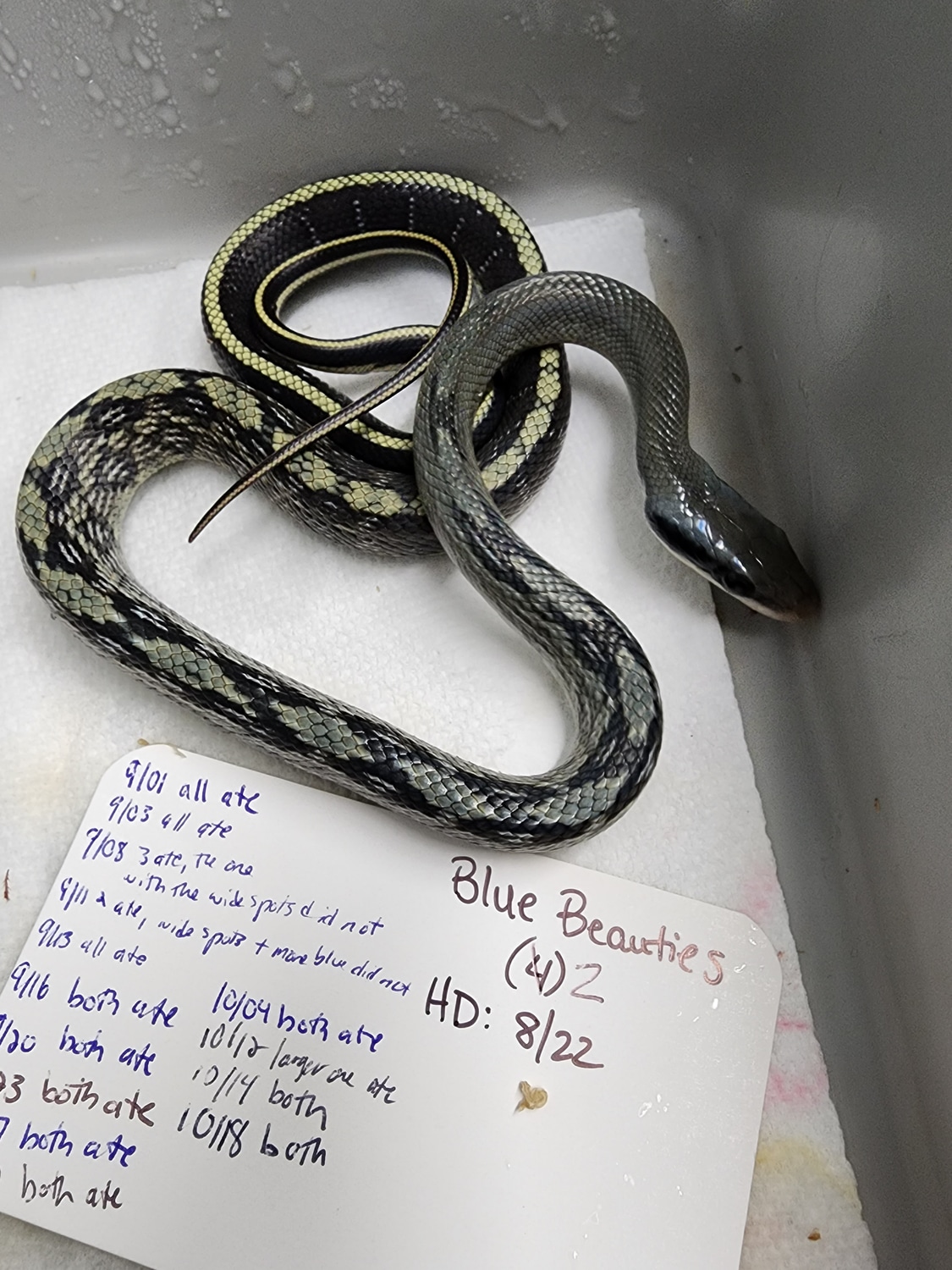 Vietnamese Blue Beauty Rat Snake by Snake Discovery - MorphMarket
