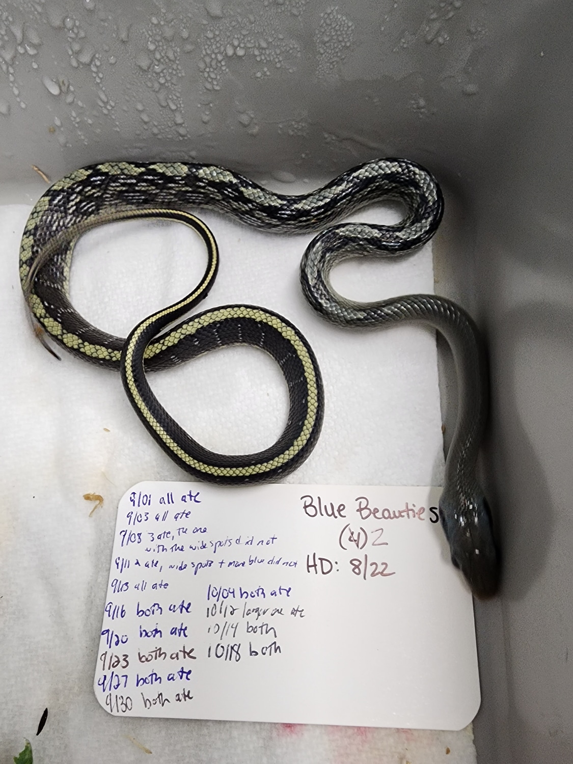 Vietnamese Blue Beauty Rat Snake by Snake Discovery - MorphMarket