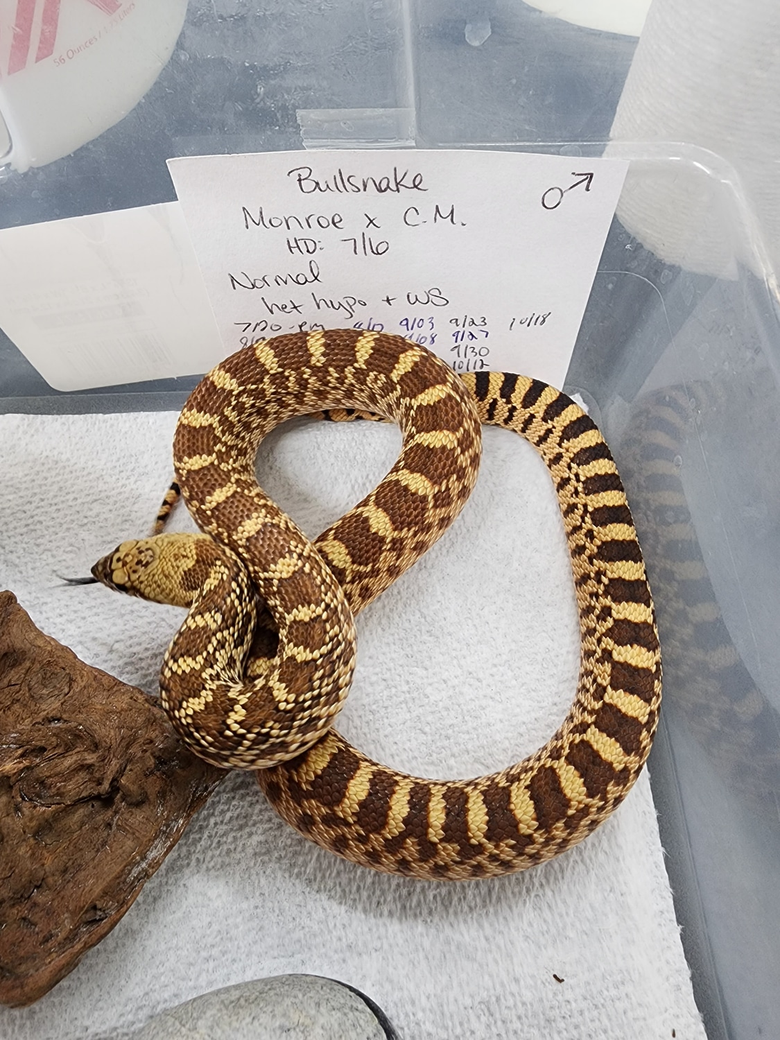 Normal 100% Het Hypo & Whiteside, Pos Het Albino Bullsnake by Snake ...