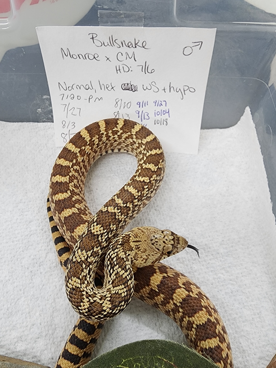 Normal Bull Snake 100% Het Hypo & Whiteside, Pos Het Albino Bullsnake ...