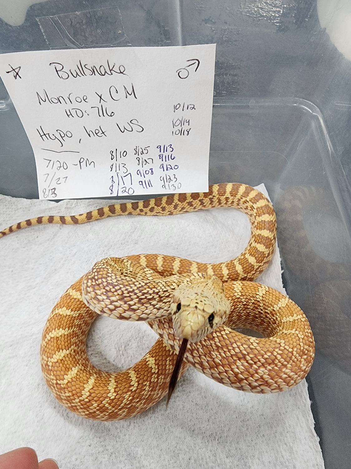 Hypo Het WhiteSide Pos Het Albino Bullsnake by Snake Discovery ...