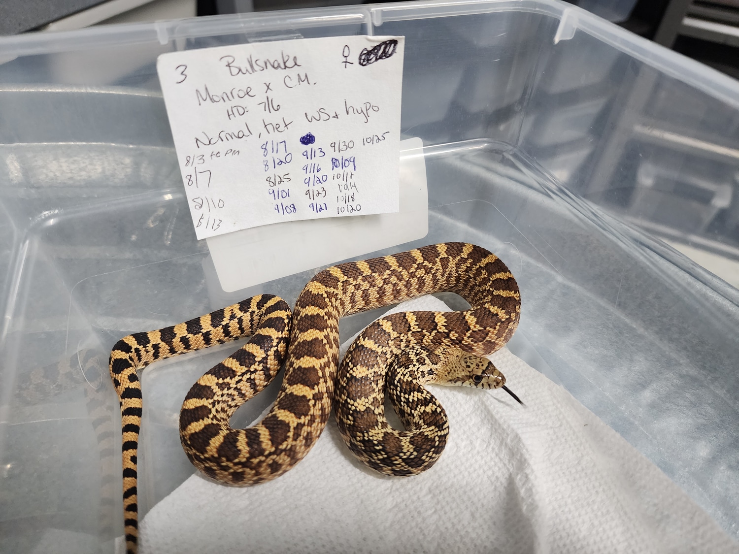 Normal Bull Snake 100% Het Hypo & Whiteside, Pos Het Albino Bullsnake ...