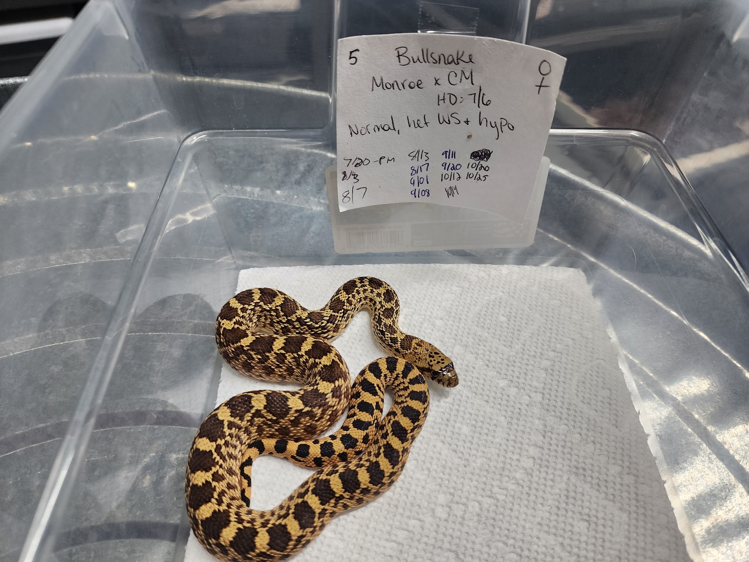 Normal 100% Het Hypo & Whiteside, Pos Het Albino Bullsnake by Snake ...
