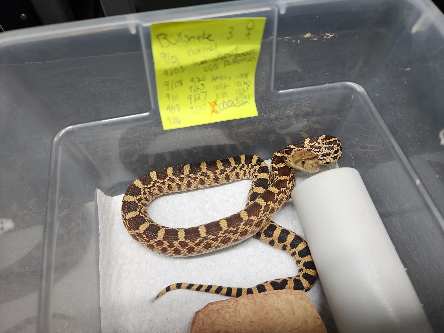 Het Albino & Axanthic 66% Patternless Bullsnake by Snake Discovery ...