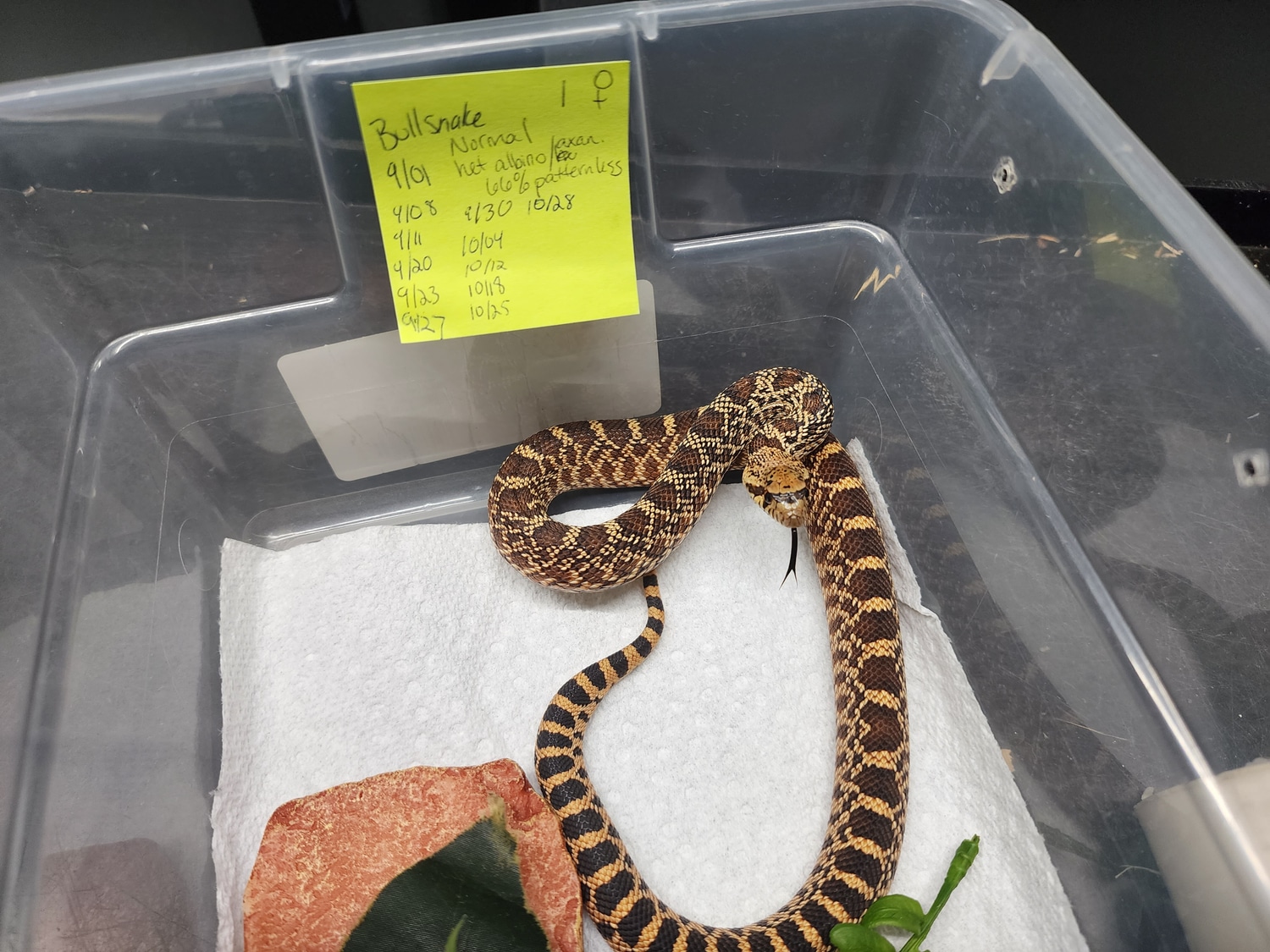 Het Albino & Axanthic 66% Patternless Bullsnake by Snake Discovery ...