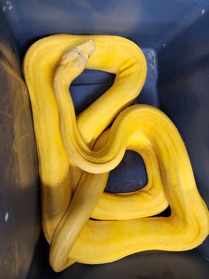 0.1 12' Amel Super Tiger Sunfire Reticulated Python by Snake Discovery