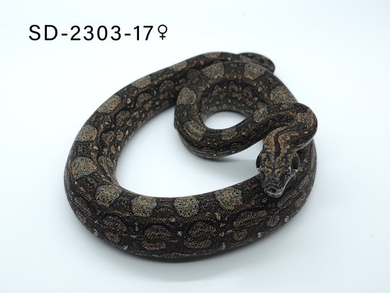 Argentine Boa Argentine Boa Constrictor by Snake Discovery