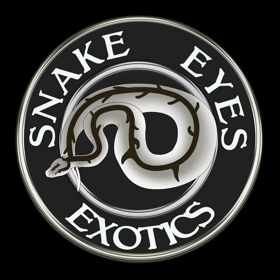 Ball Python Clutch 8 By Snake Eyes Exotics MorphMarket ball-python-clutch-8-by-snake-eyes-exotics-morphmarket