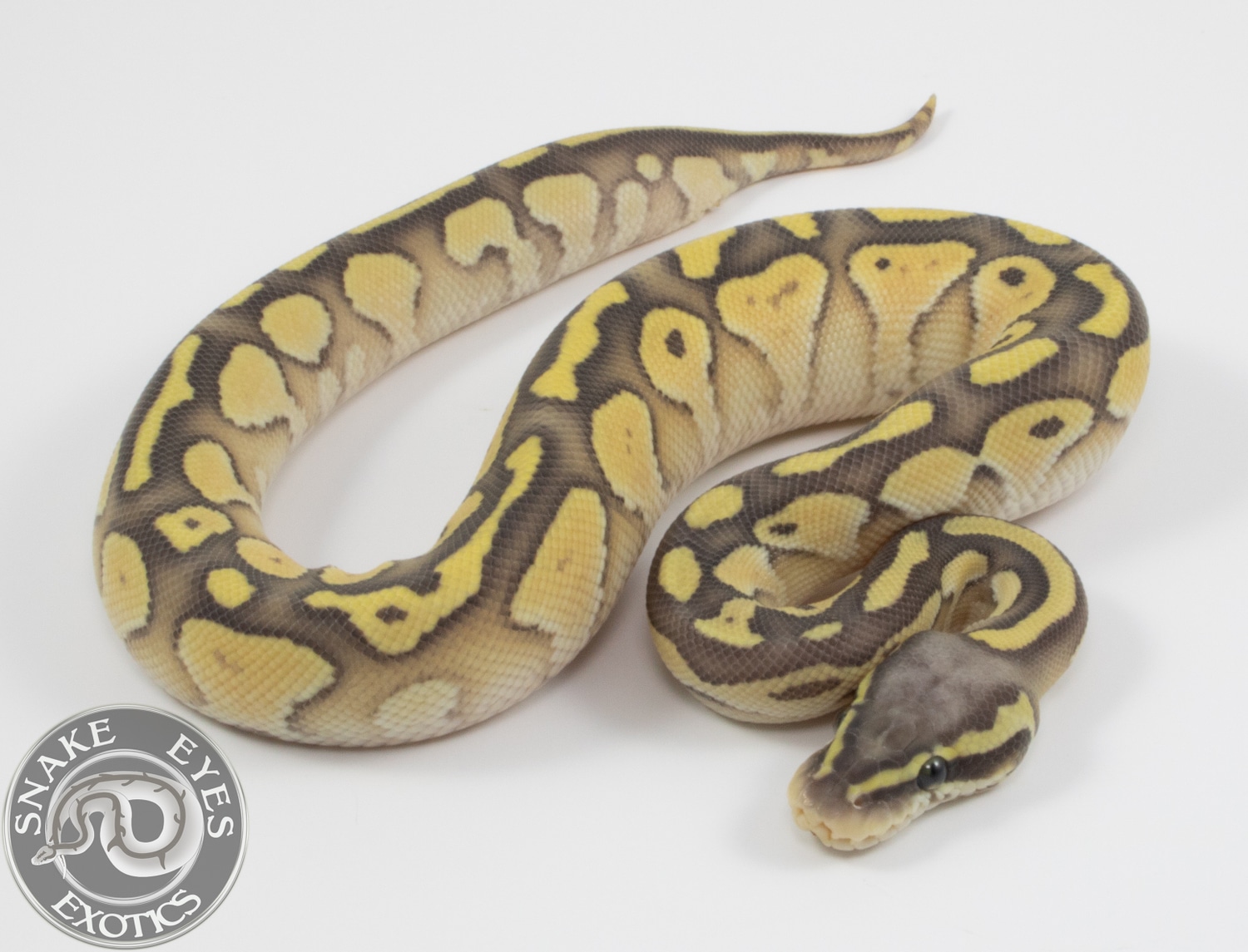 Hypo Pastel Lesser M1 Ball Python by Snake Eyes Exotics - MorphMarket