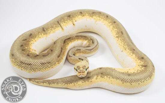 Orange Dream Spinnerblast M Ball Python by Snake Eyes Exotics