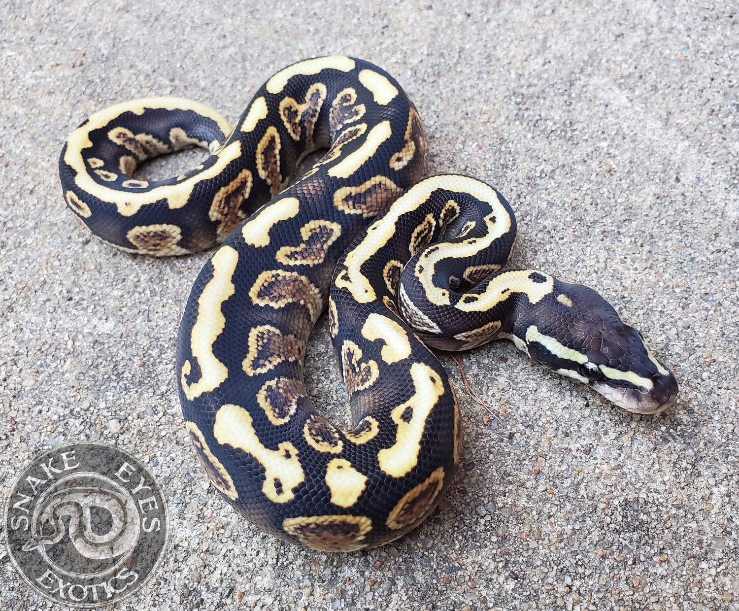 GHI Spotnose Phantom M1 Ball Python by Snake Eyes Exotics - MorphMarket