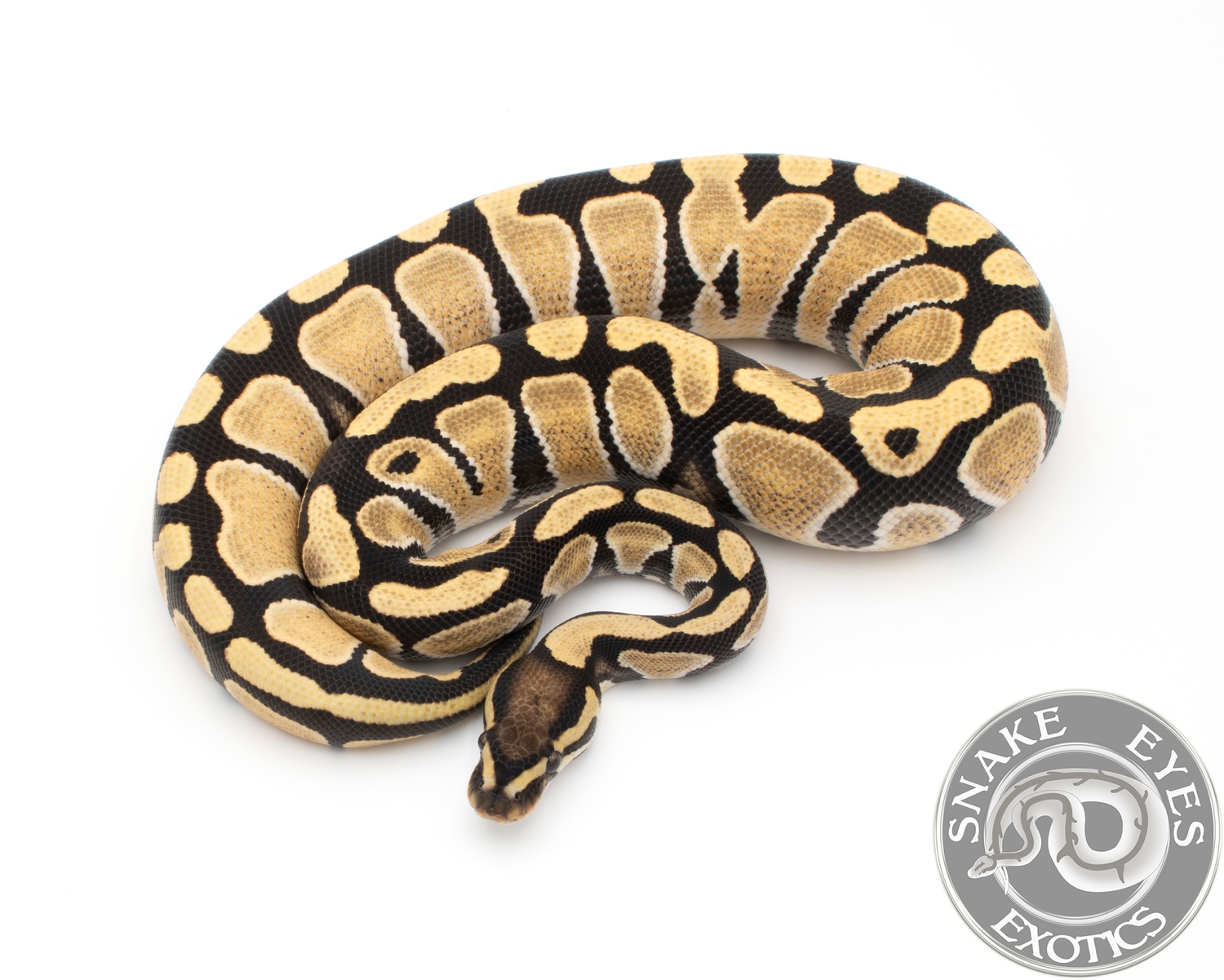 Desert Ghost 66% Het VPI Axanthic M Ball Python by Snake Eyes Exotics ...