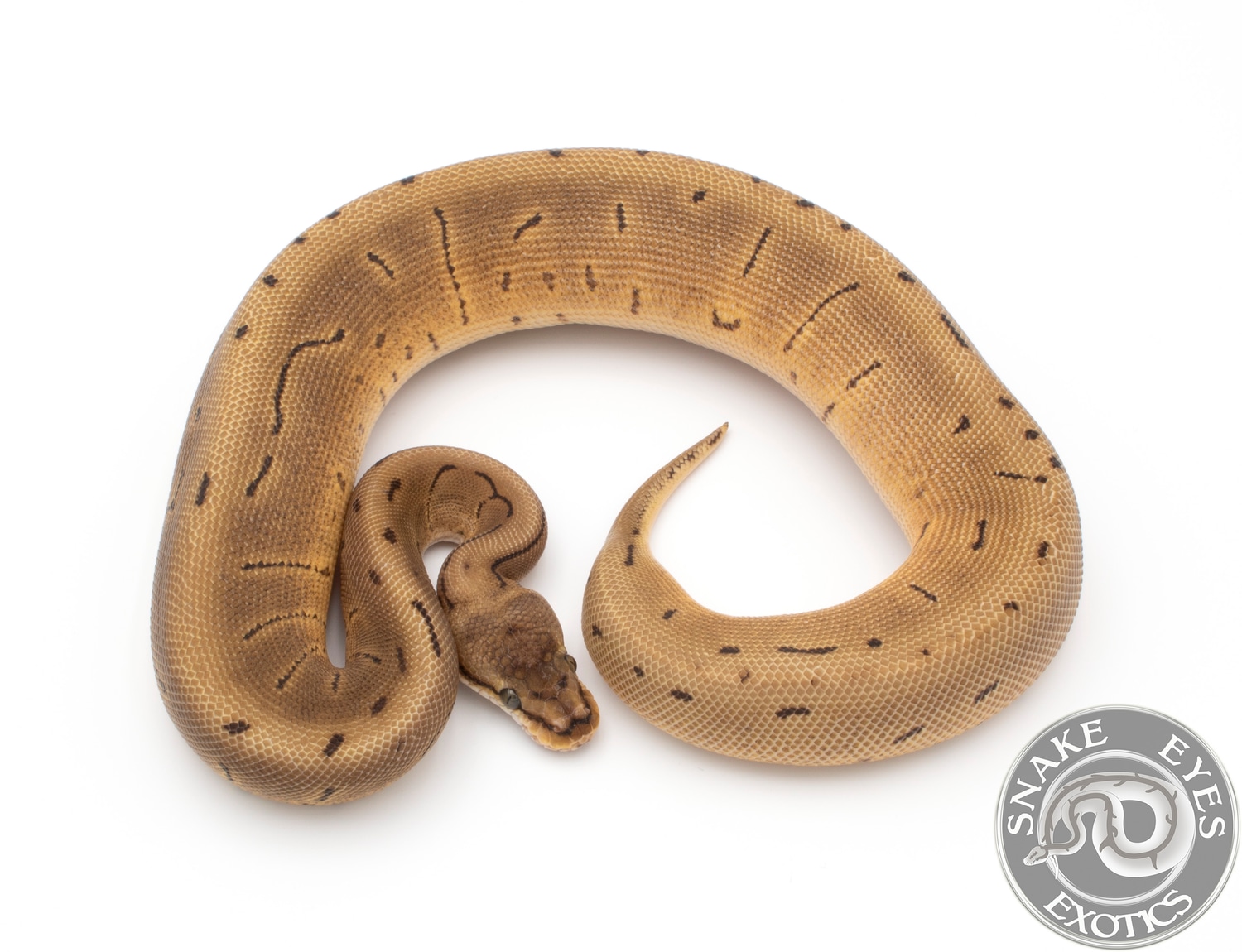 Leopard Spinner Het Lavender Albino F2 Ball Python by Snake Eyes ...