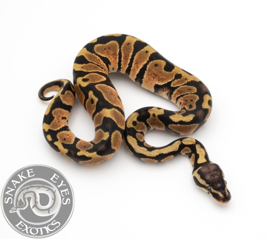 Pastel Scaleless Head M1 Ball Python by Snake Eyes Exotics