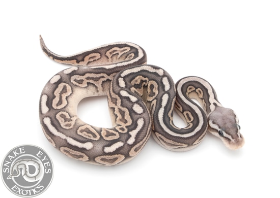 Hypo Cinnamon Pewter F1 Ball Python by Snake Eyes Exotics