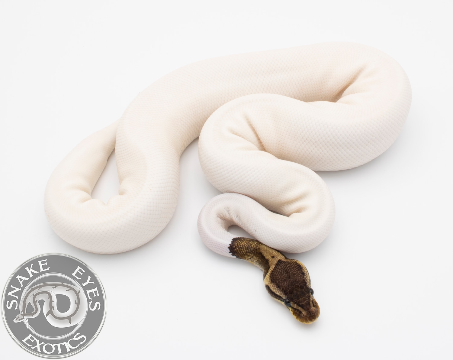 Pewter Pied F1 Ball Python by Snake Eyes Exotics - MorphMarket