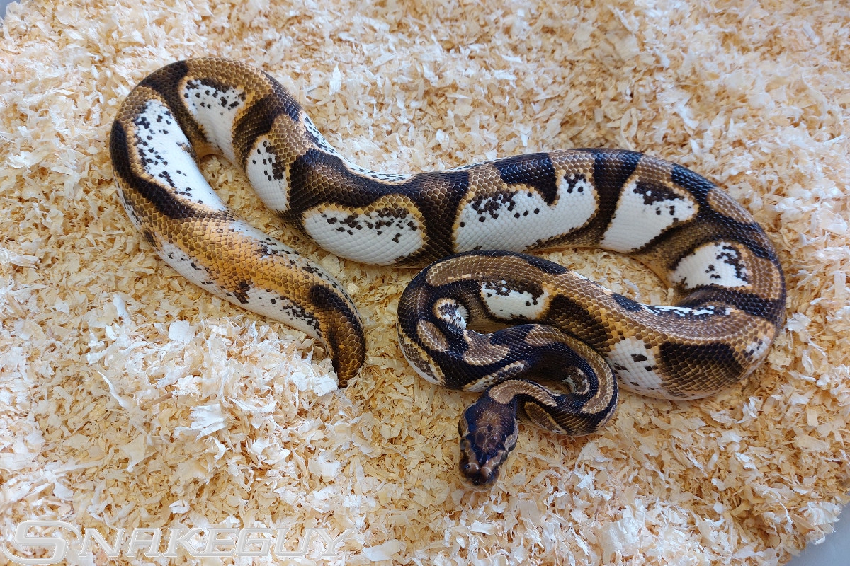 Orange Dream Sugar Het. Piebald Ball Python by Snakeguy - MorphMarket