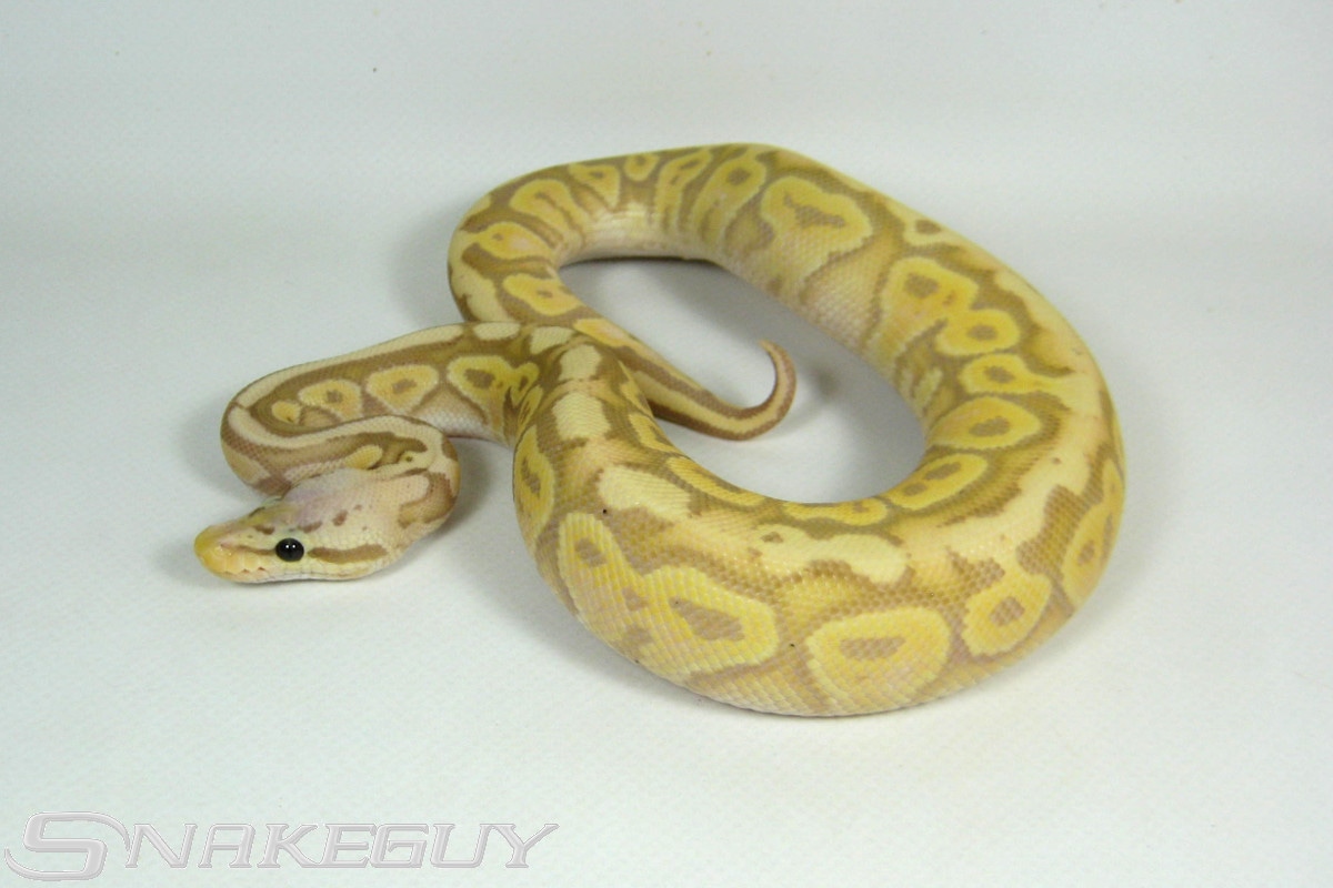 Banana Pastel Het. Clown Ball Python by Snakeguy - MorphMarket