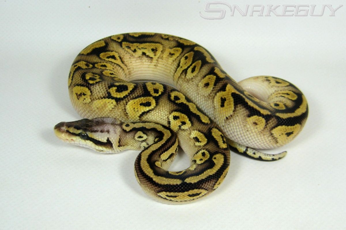 Enchi Pastel Bongo Yellow Belly Het. Clown Ball Python by Snakeguy ...