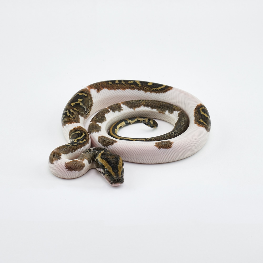 Piebald 66 % Het. Caramel 50 % Het. Albino Burmese Python by Snakeguy ...