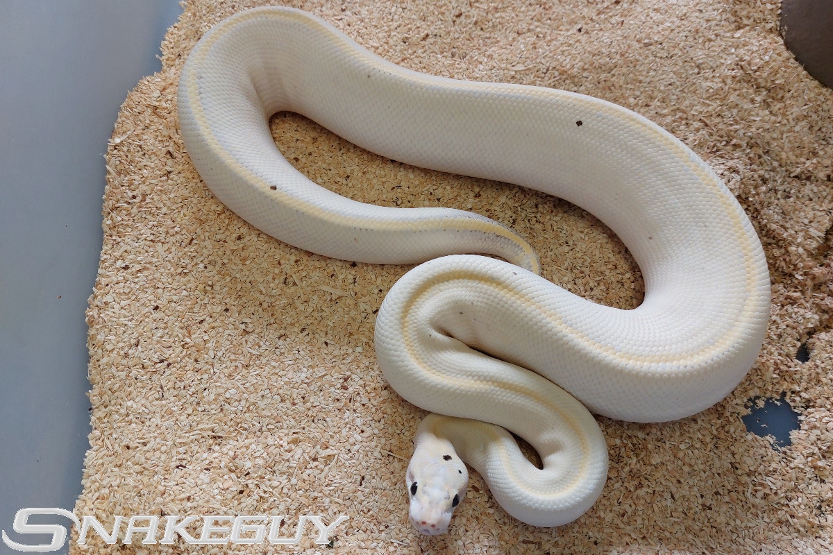 Enchi Puma Ball Python by Snakeguy - MorphMarket